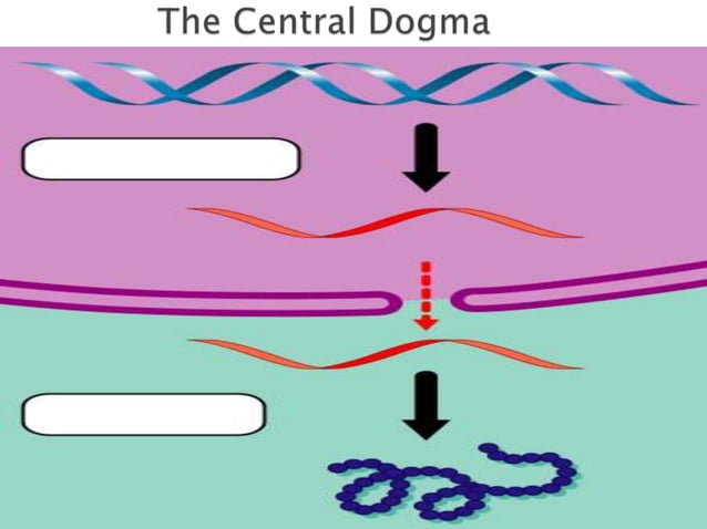 lecture No 3-central dogma.ppt