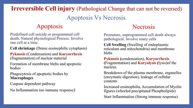 Difference between Apoptosis versus Necrosis and Types of Necrosis.pptx
