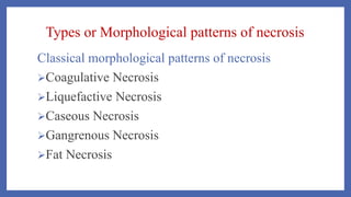 Difference between Apoptosis versus Necrosis and Types of Necrosis.pptx