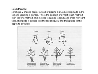 Planting methods in forestry silviculture | PPTX