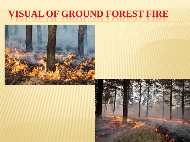 Lecture note on forest fire | PDF