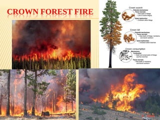 Lecture note on forest fire | PDF