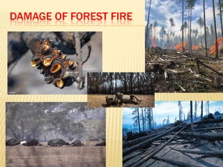 Lecture note on forest fire | PDF