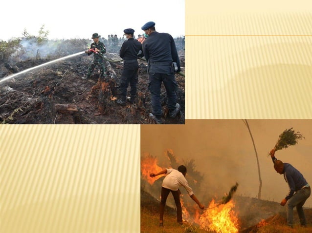 Lecture note on forest fire | PDF