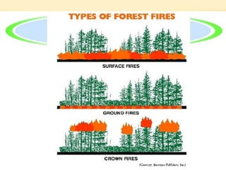 Lecture note on forest fire | PPT