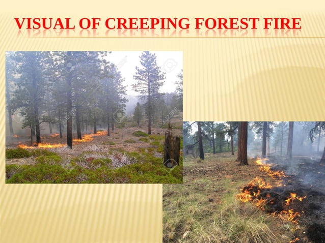 Lecture note on forest fire | PDF