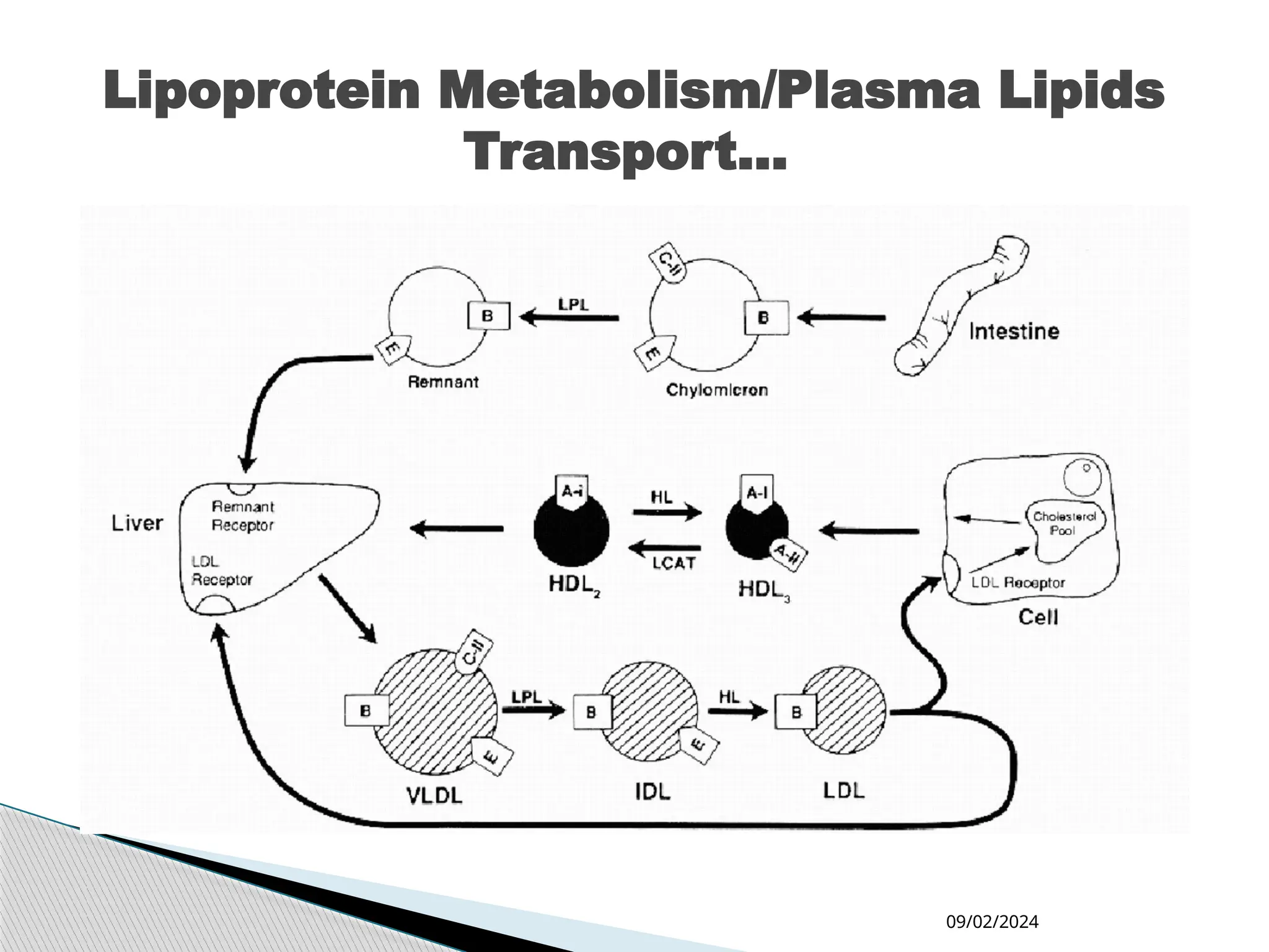 Lecture Note on Lipids and Lipoproteins Metabolism III.pptx