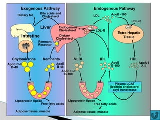 Lecture Note on Lipids and Lipoproteins Metabolism III.pptx