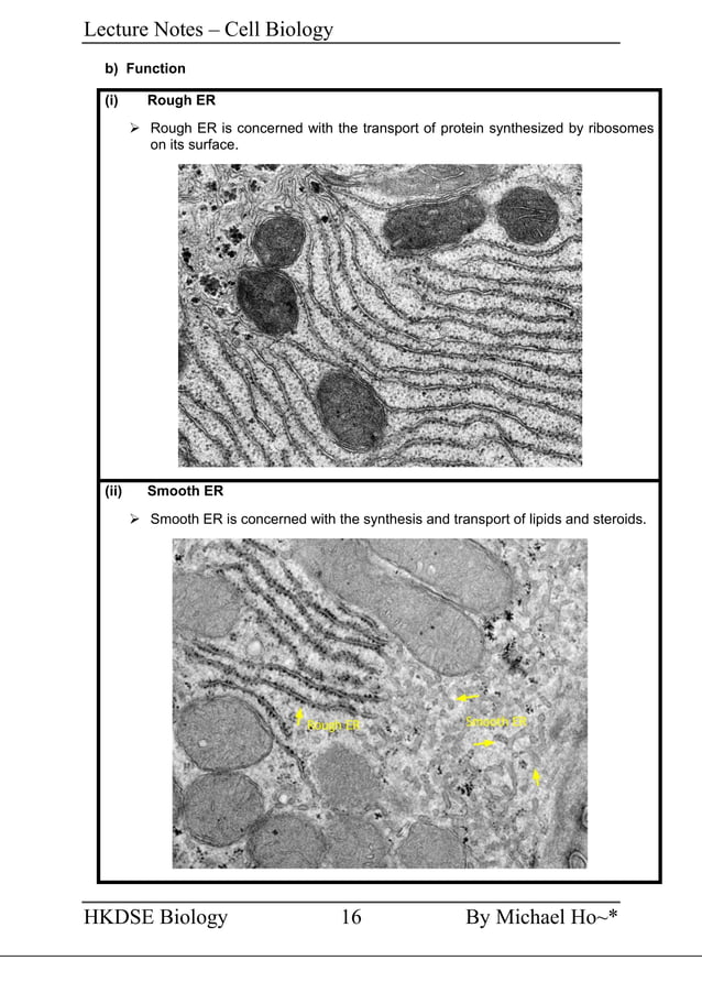 Lecture notes cell biology | PDF