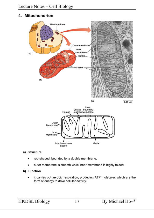 Lecture notes cell biology | PDF