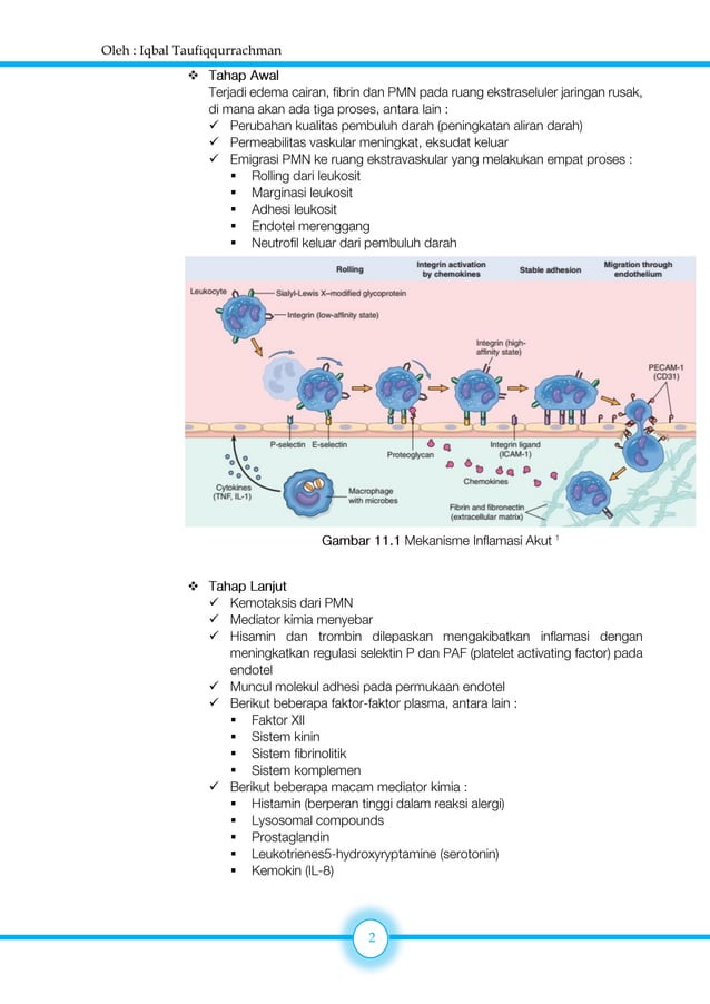 Lecture notes 11 Mekanisme Proteksi pada Kulit | PDF