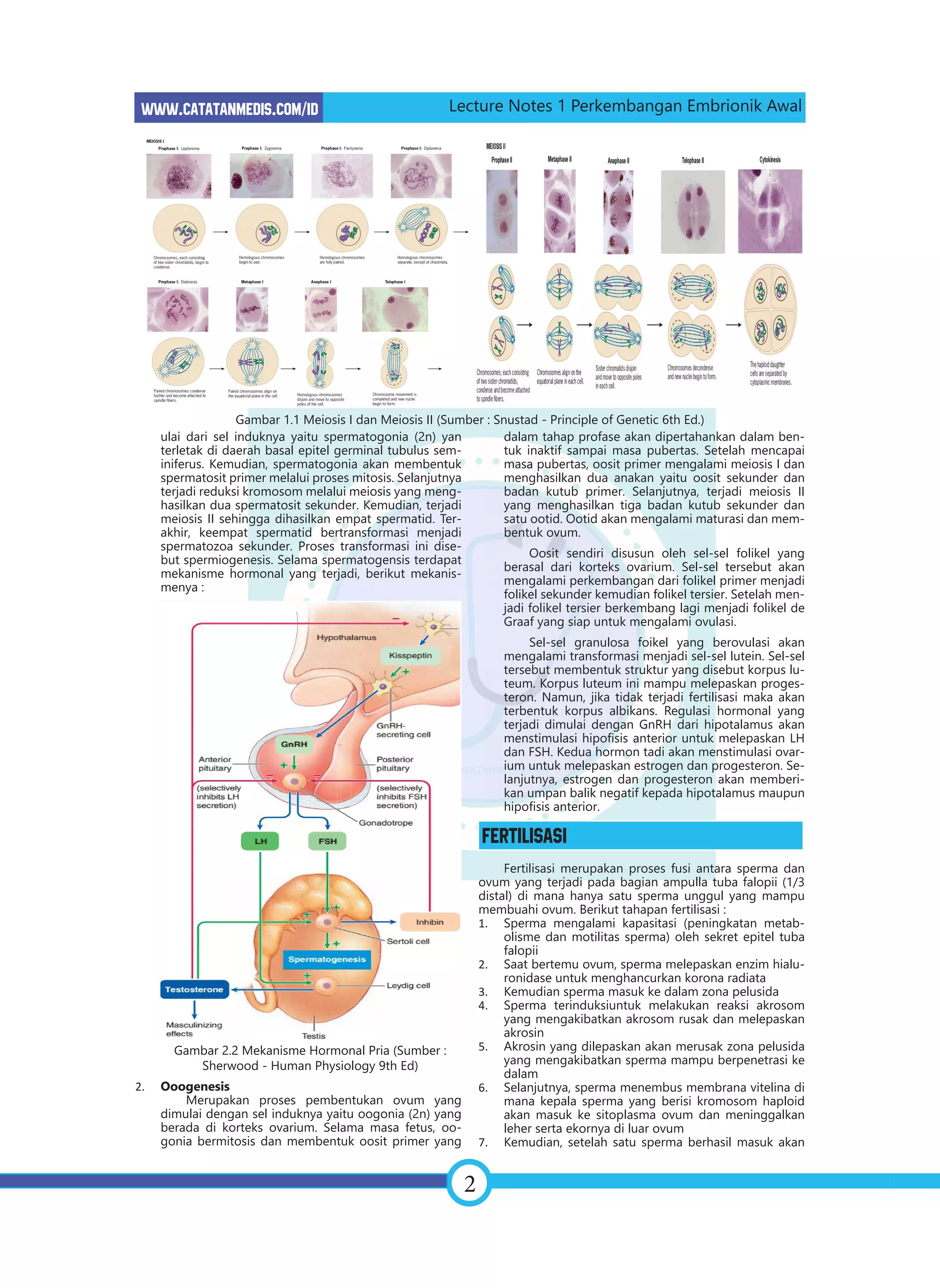 Lecture Notes 1 Perkembangan Embrionik Awal | PDF