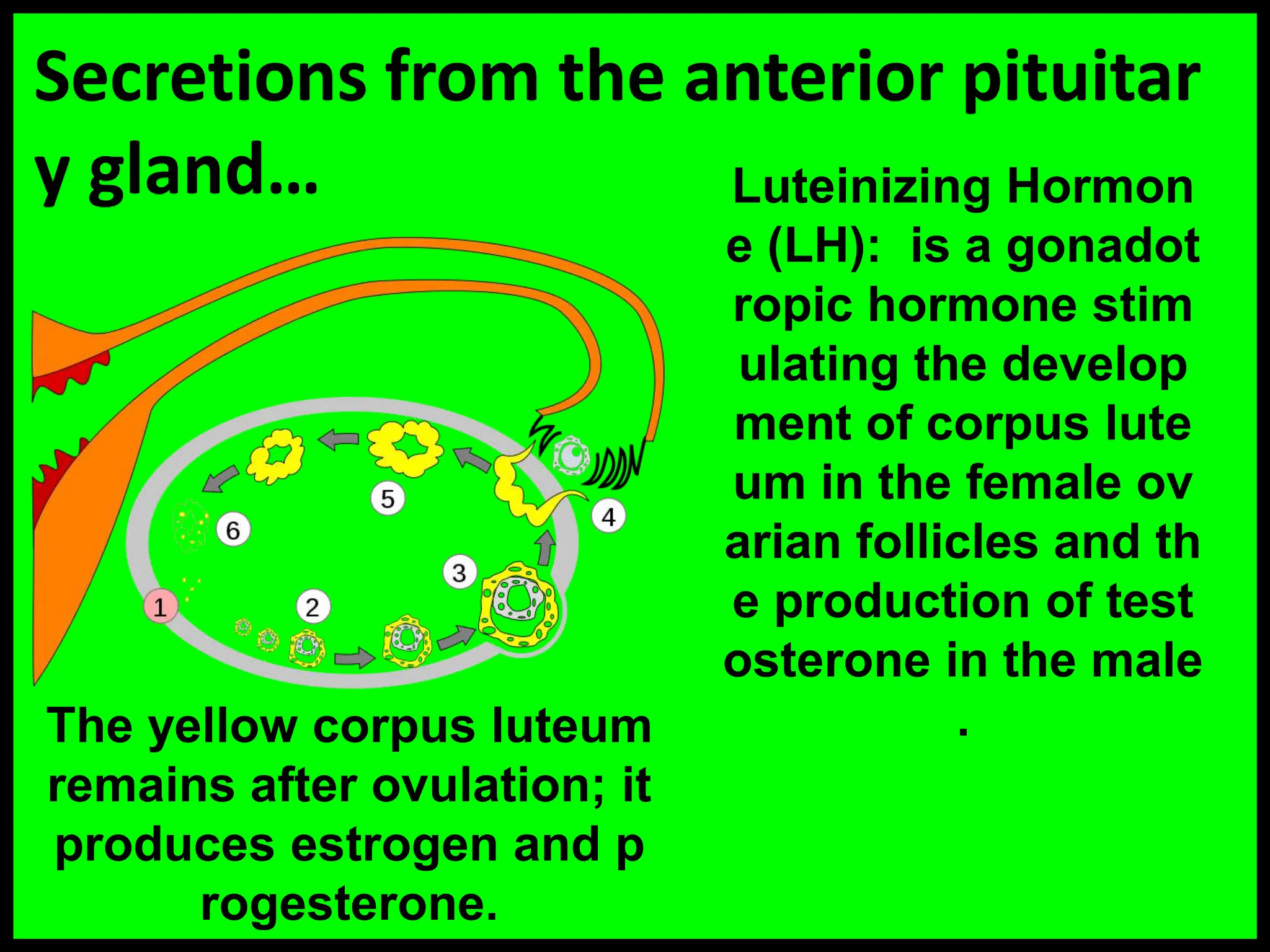 Lecture Notes Endocrine-System.ppt