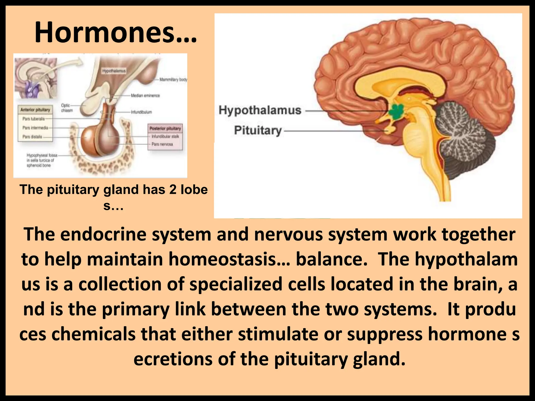 Lecture Notes Endocrine-System.ppt