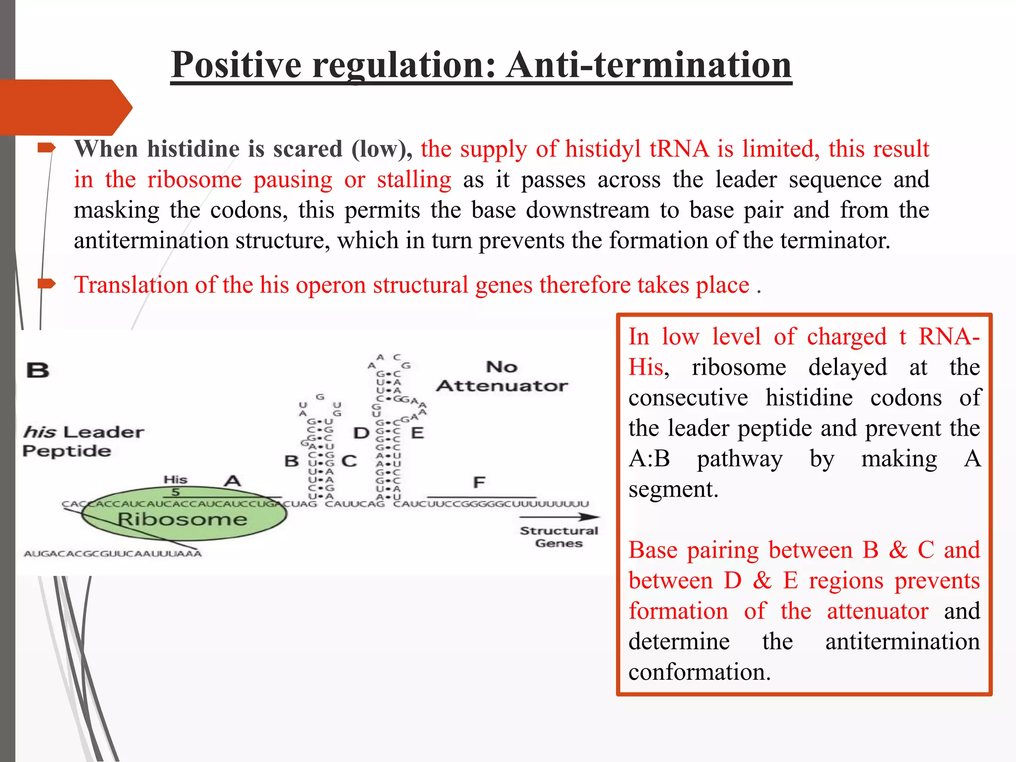 Histidine operon | PDF