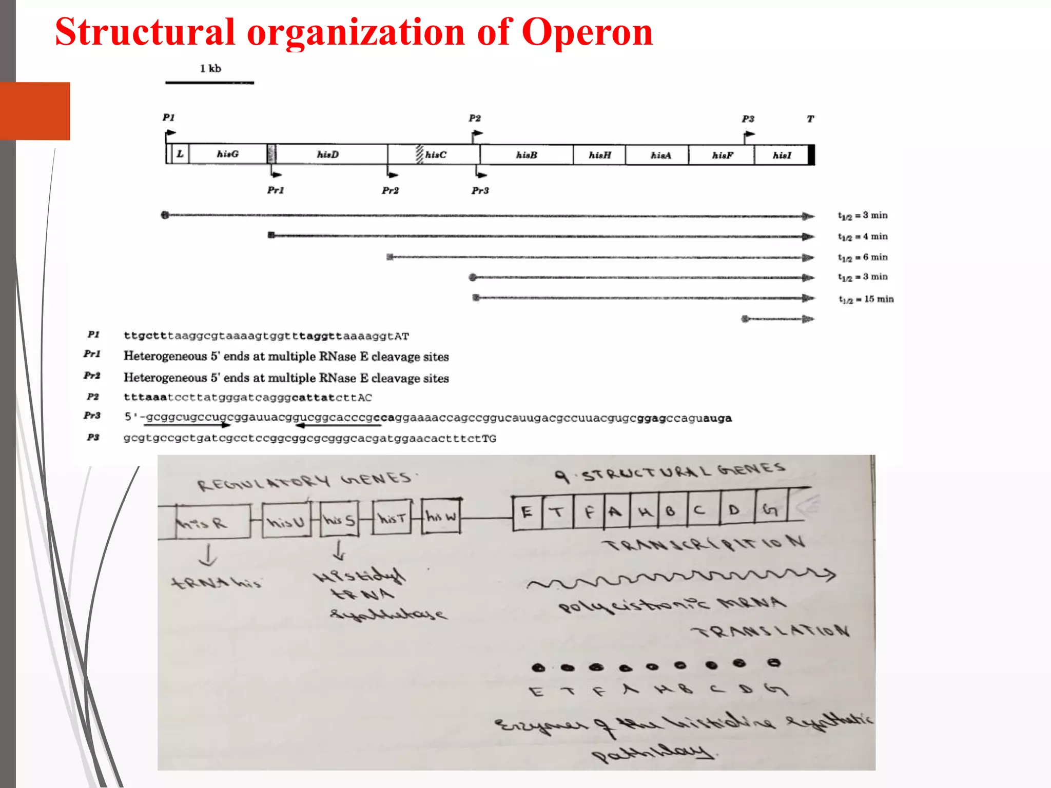 Histidine operon | PDF