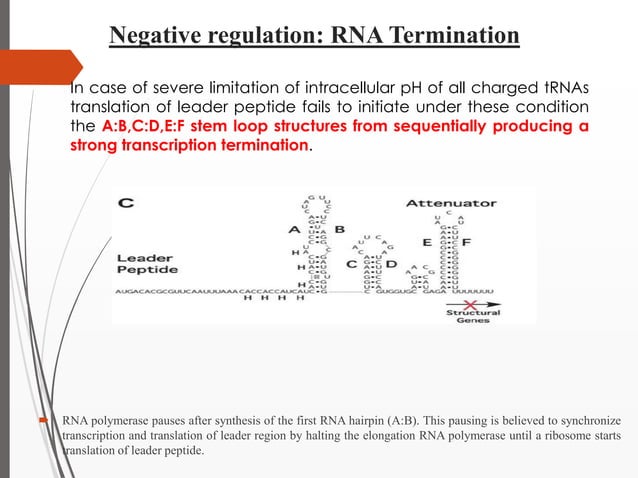 Histidine operon | PDF | Chemistry | Science