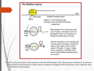 Histidine operon | PDF