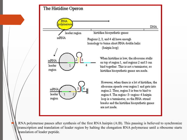 Histidine operon | PDF | Chemistry | Science