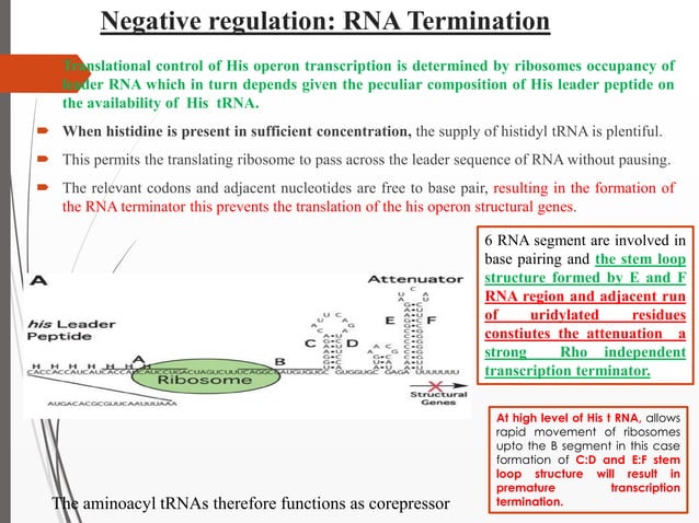 Histidine operon | PDF | Chemistry | Science