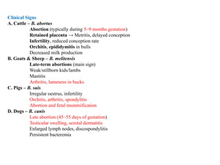 A Lecture Notes on Brucellosis in Animals | PPTX