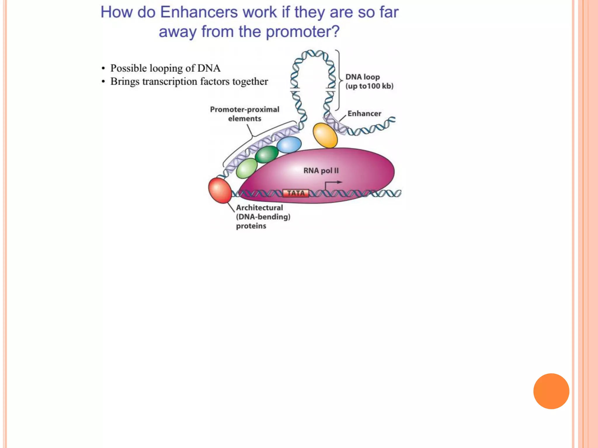Regulation of gene expression in eukaryotes | PDF