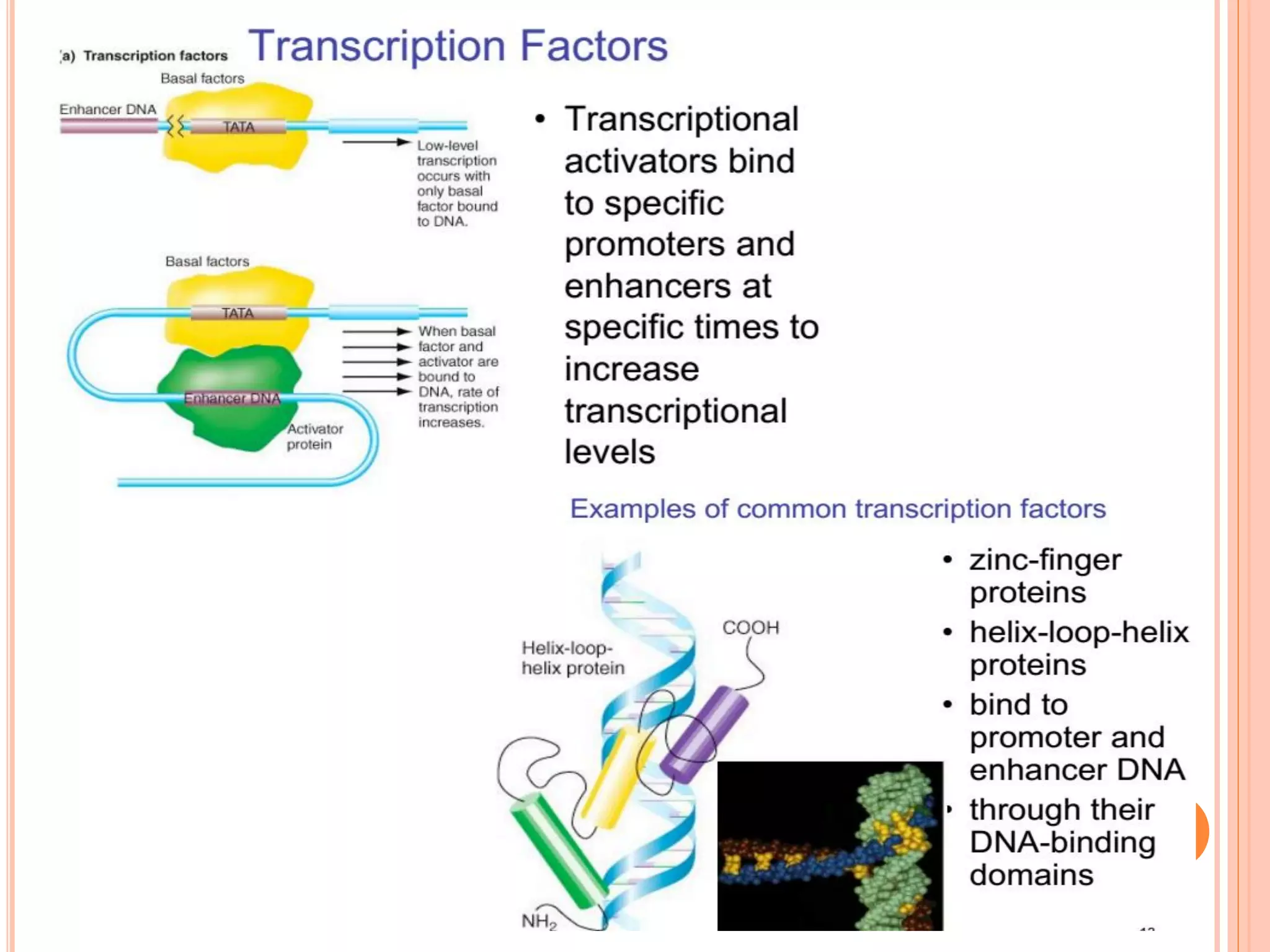 Regulation of gene expression in eukaryotes | PDF
