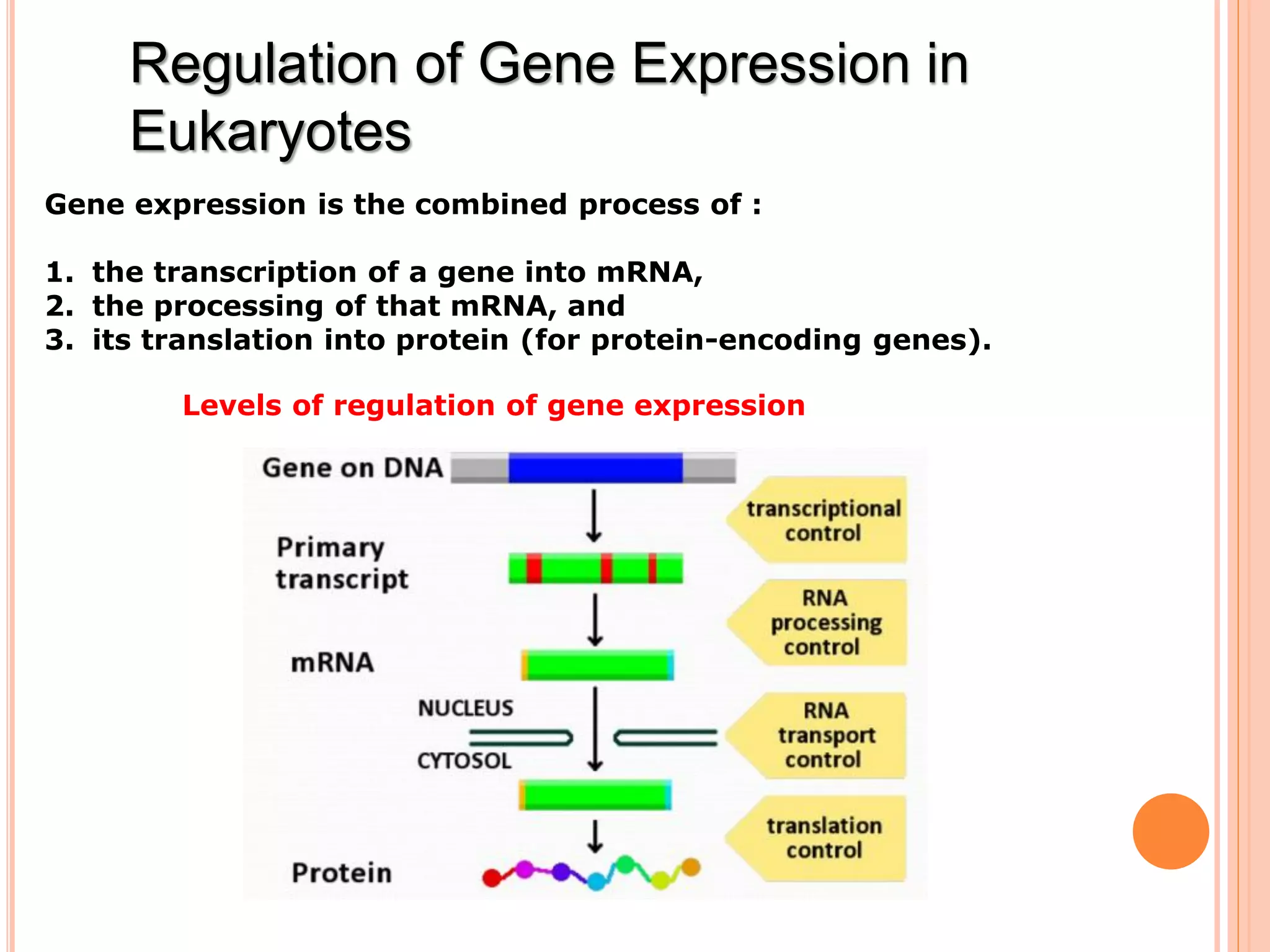 Regulation of gene expression in eukaryotes | PDF