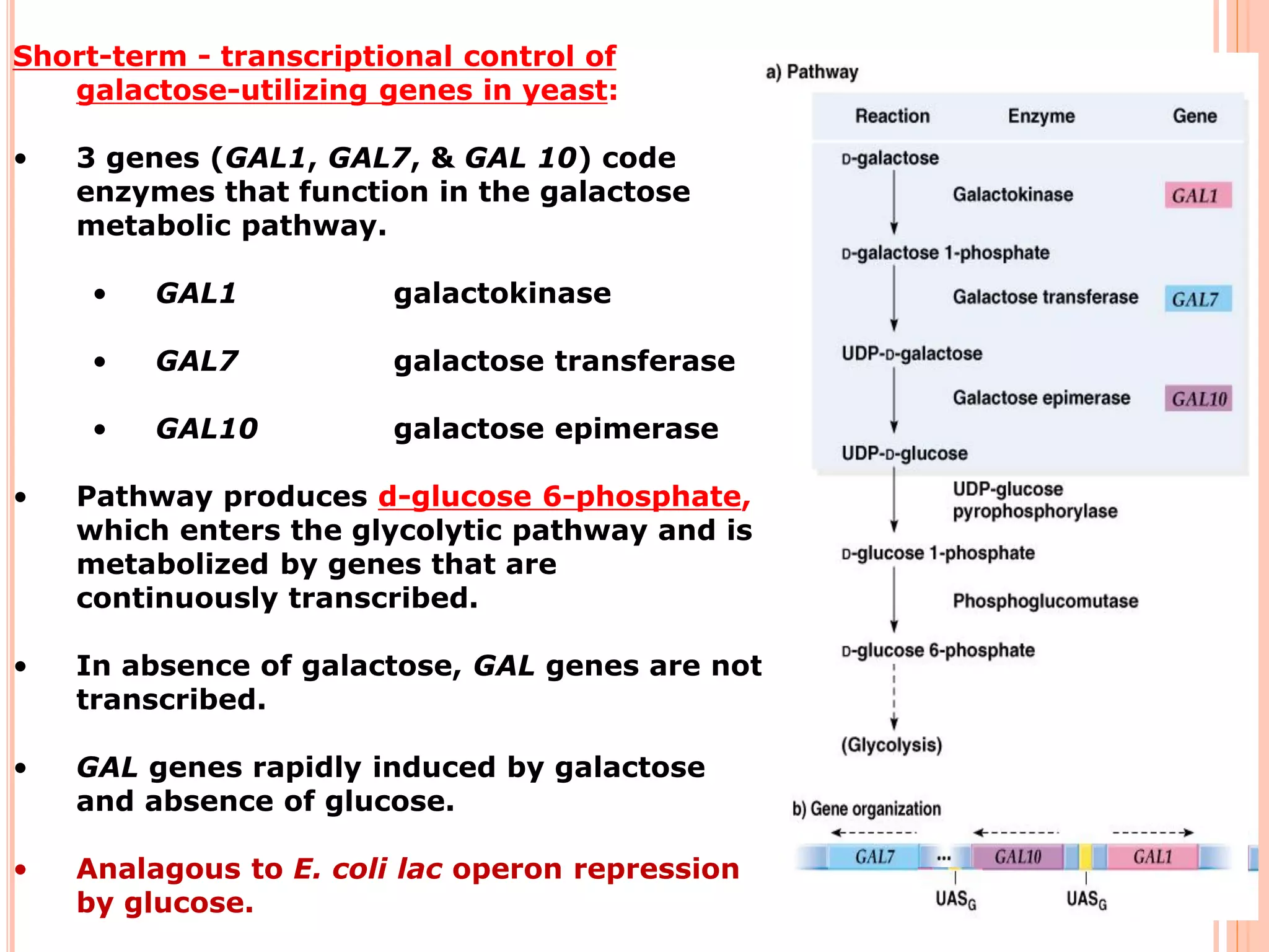 Regulation of gene expression in eukaryotes | PDF