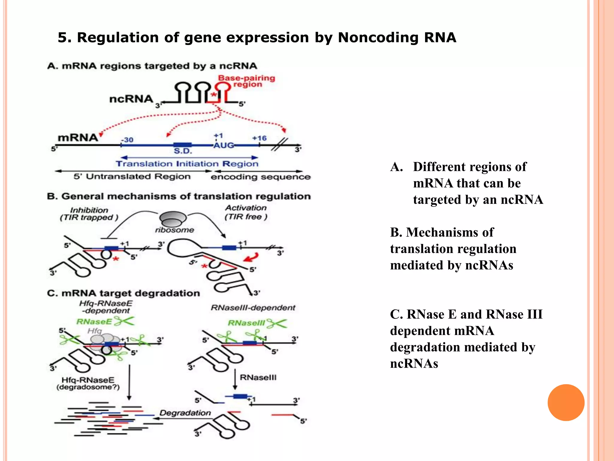 Regulation of gene expression in eukaryotes | PDF