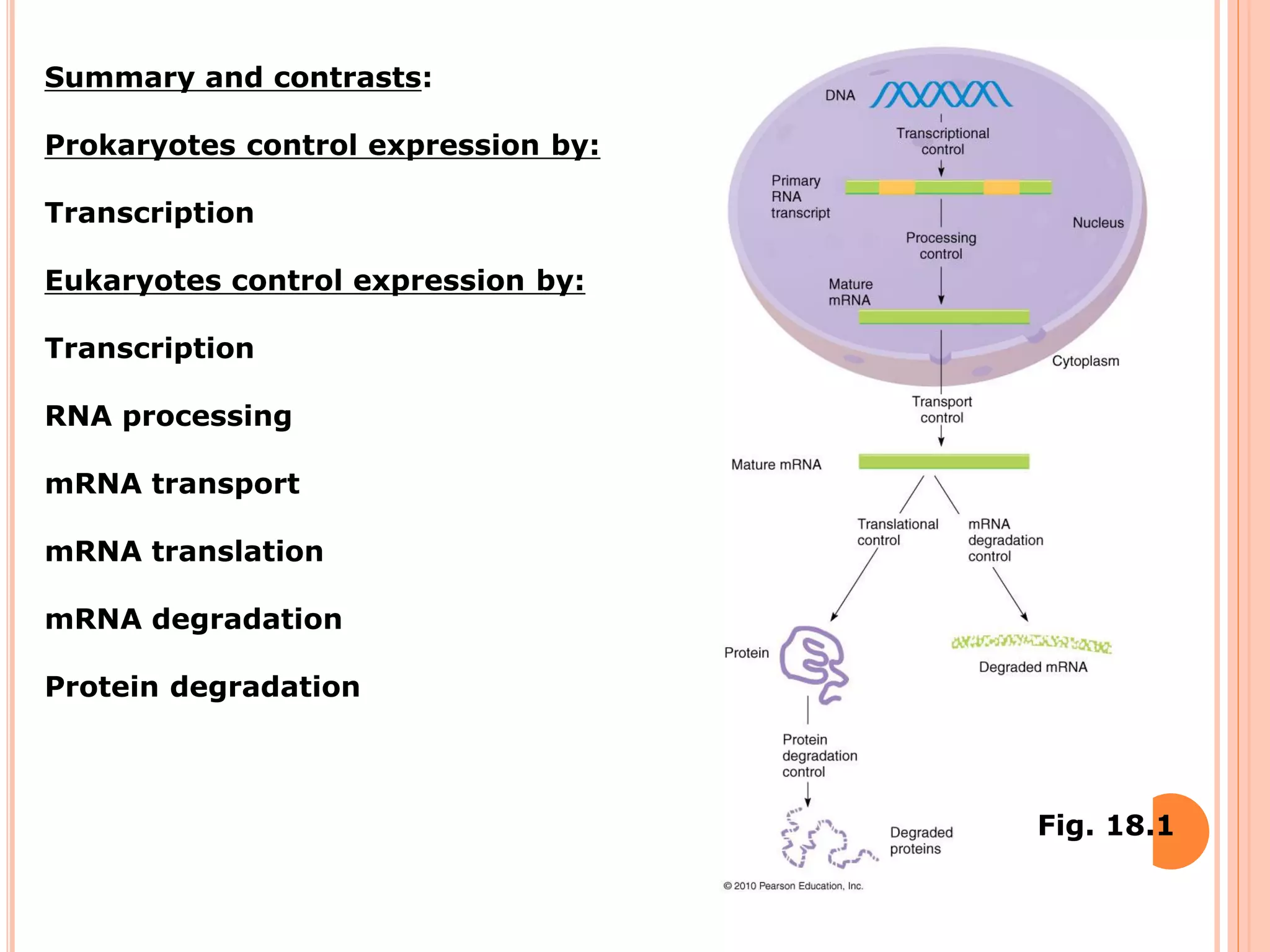 Regulation of gene expression in eukaryotes | PDF