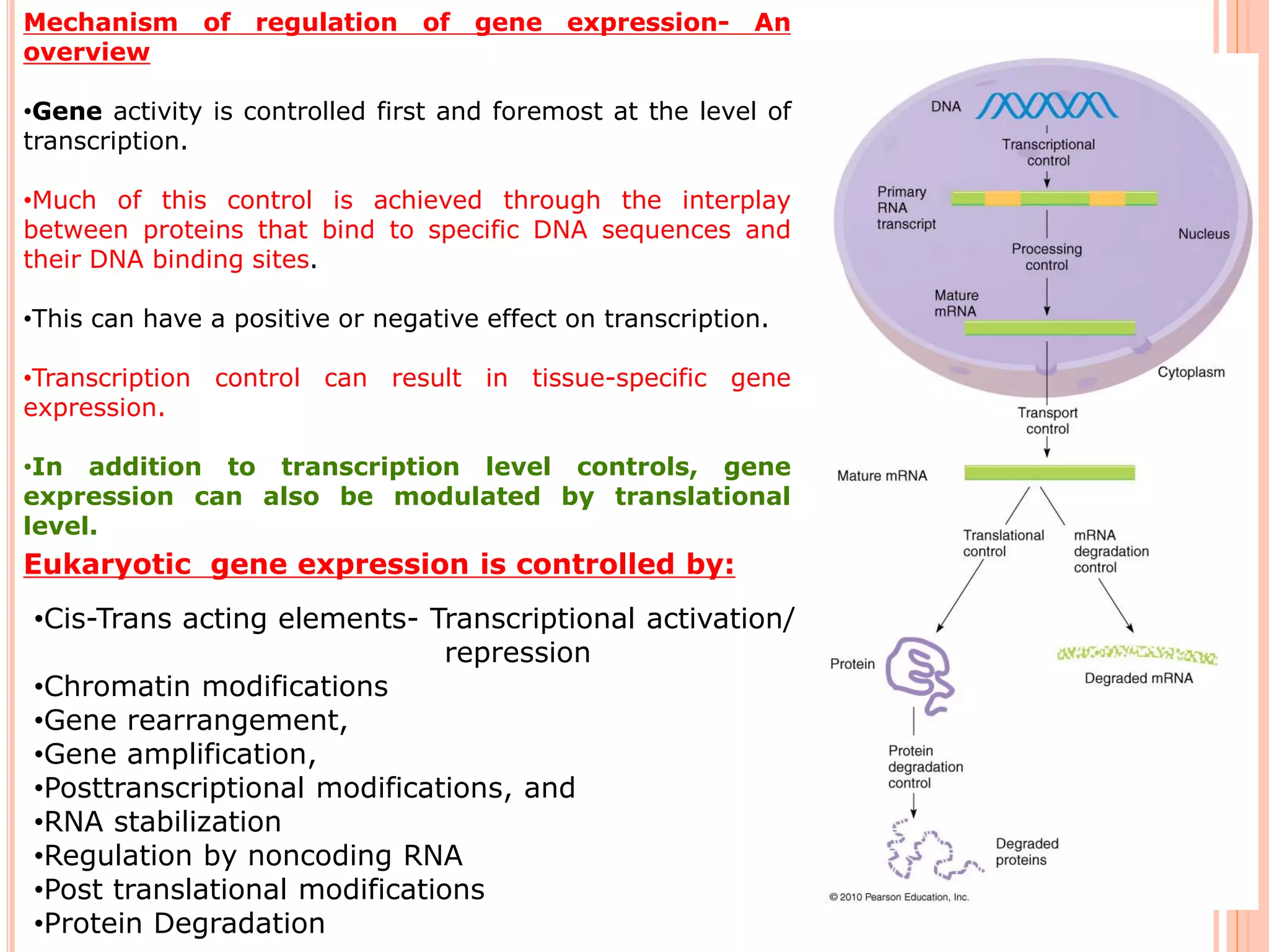 Regulation of gene expression in eukaryotes | PDF