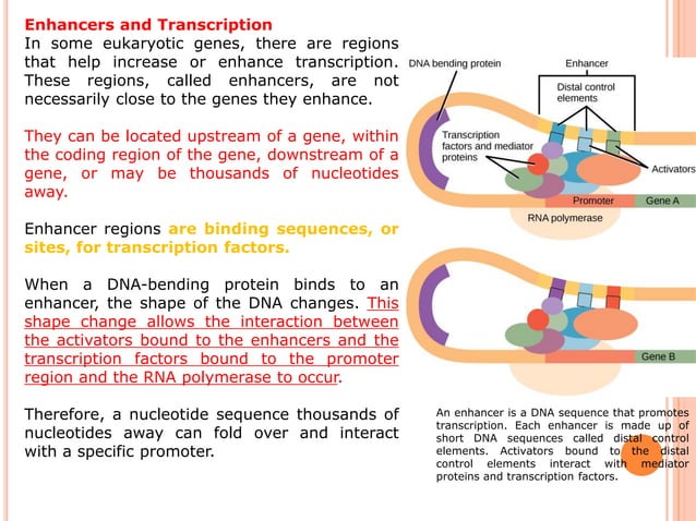 Regulation of gene expression in eukaryotes | PDF
