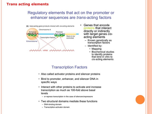 Regulation of gene expression in eukaryotes | PDF