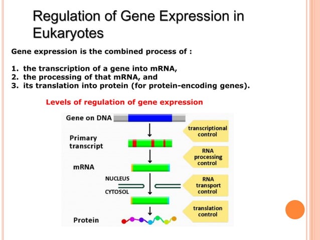 Regulation of gene expression in eukaryotes | PDF