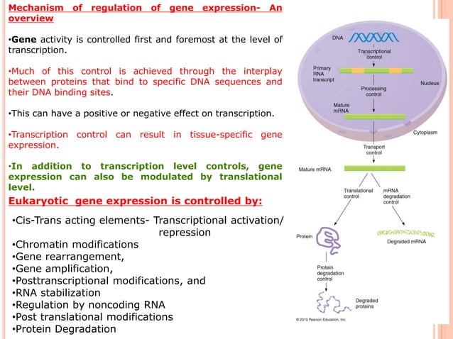Regulation of gene expression in eukaryotes | PDF