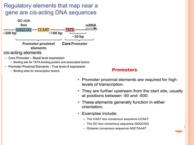Regulation of gene expression in eukaryotes | PDF