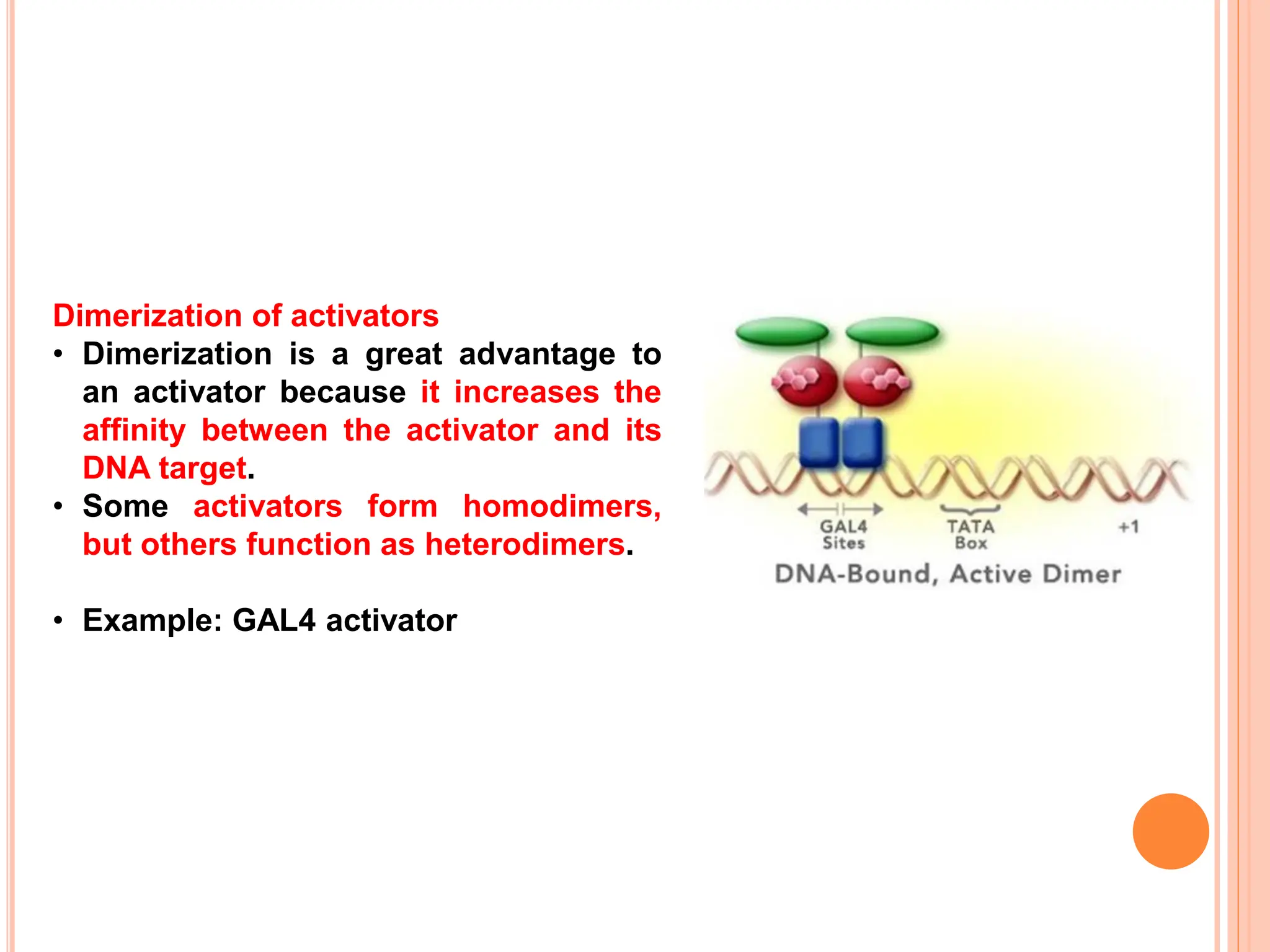 Lecture notes GENE REGULATION IN EUKARYOTES.pdf