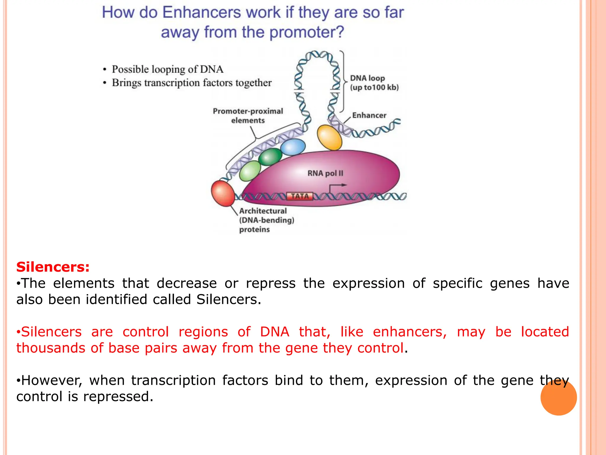 Lecture notes GENE REGULATION IN EUKARYOTES.pdf