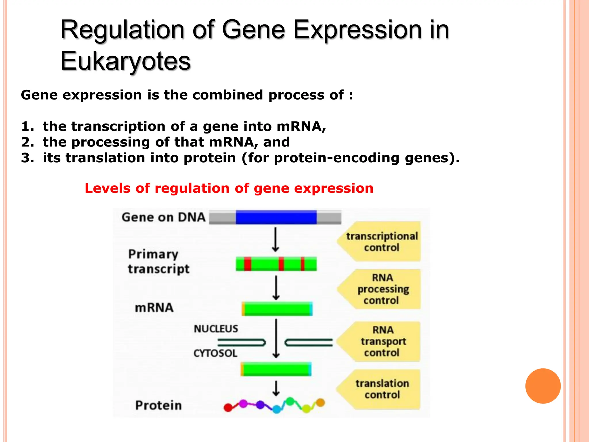 Lecture notes GENE REGULATION IN EUKARYOTES.pdf