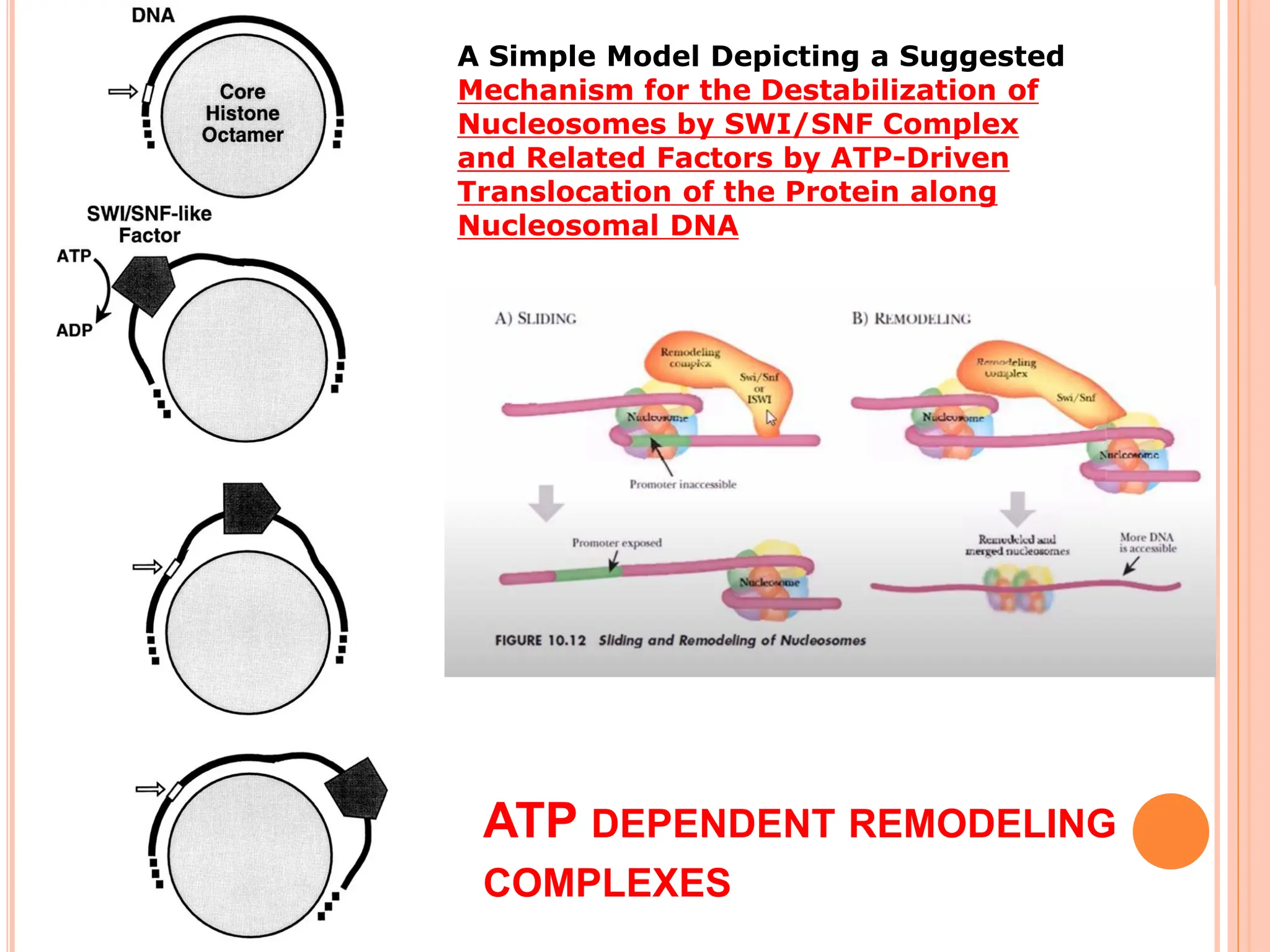 Lecture notes GENE REGULATION IN EUKARYOTES.pdf
