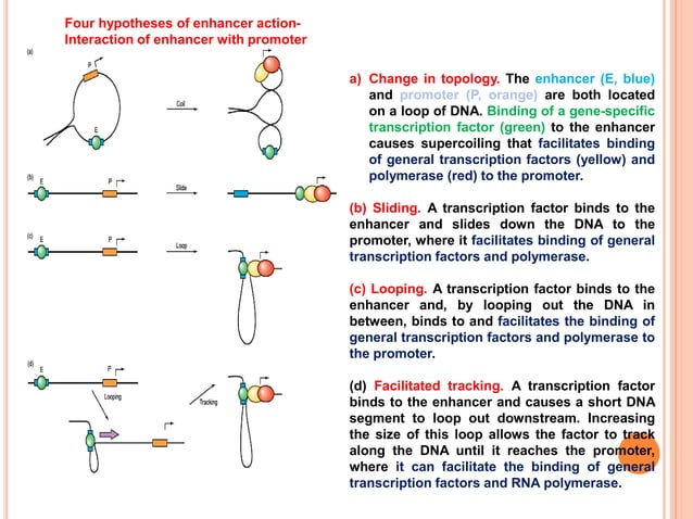 Lecture notes GENE REGULATION IN EUKARYOTES.pdf | Biological Sciences ...