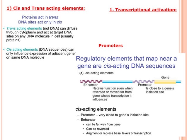 Lecture notes GENE REGULATION IN EUKARYOTES.pdf | Biological Sciences ...
