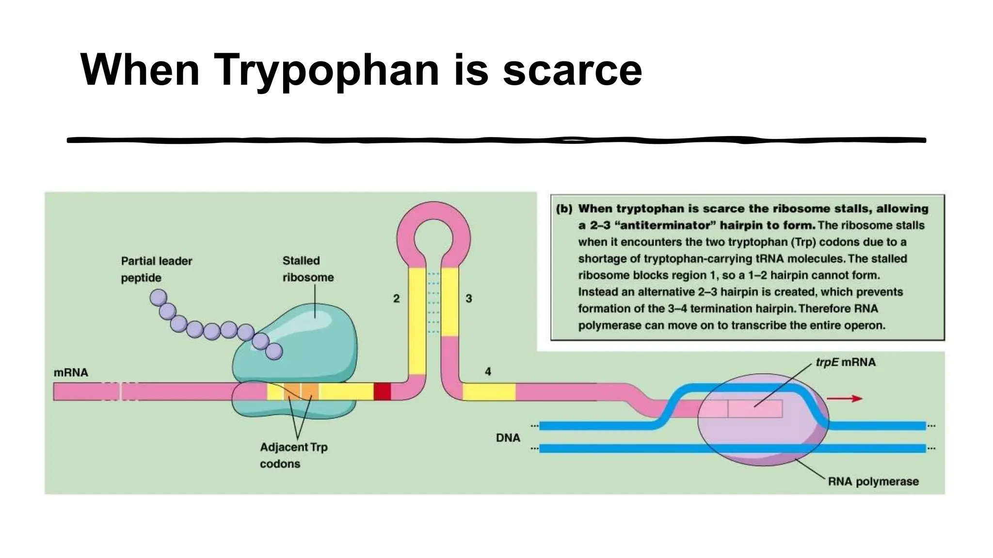 Lecture notes_Tryptophan operon and its regulation.pdf