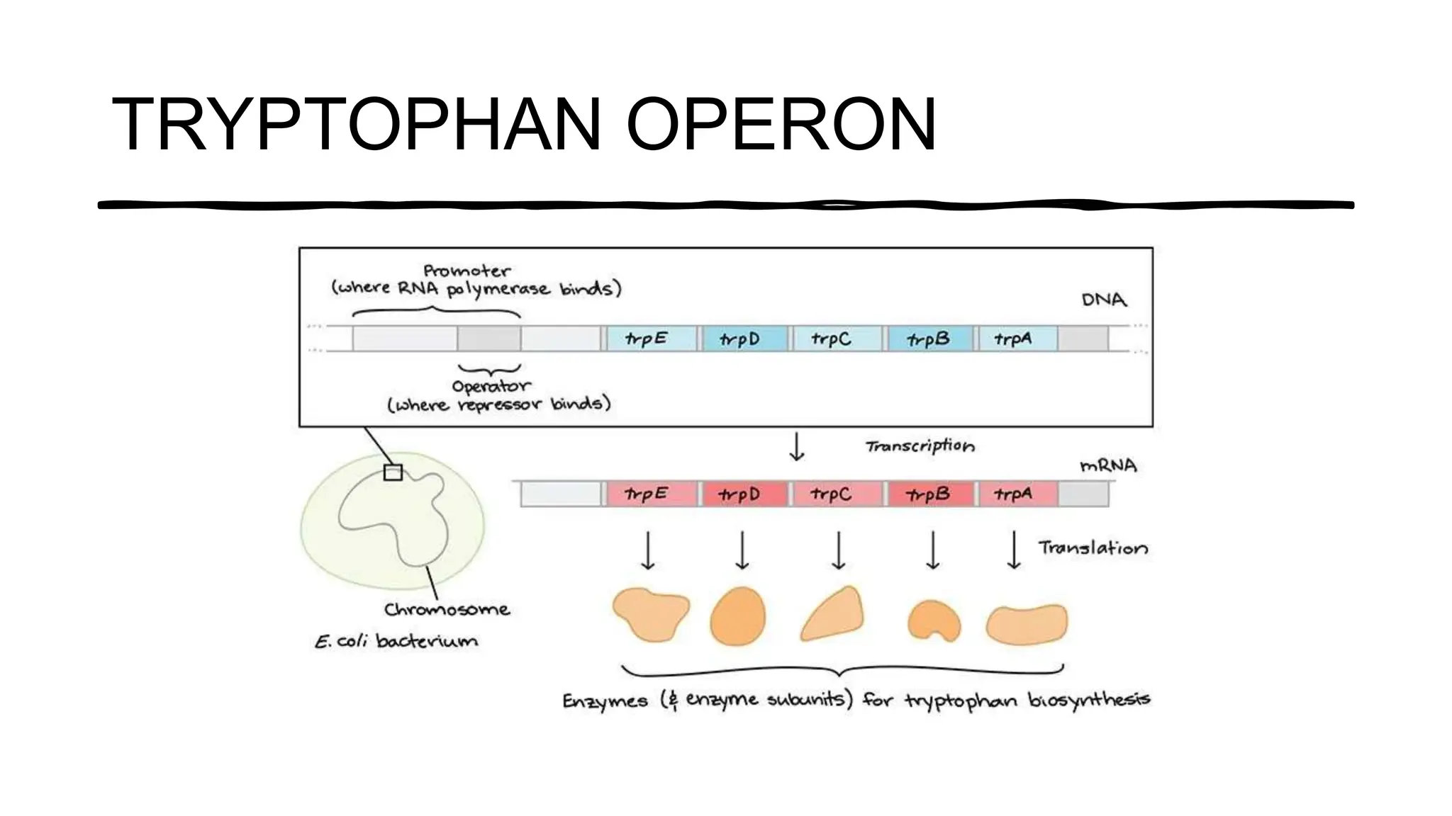 Lecture notes_Tryptophan operon and its regulation.pdf