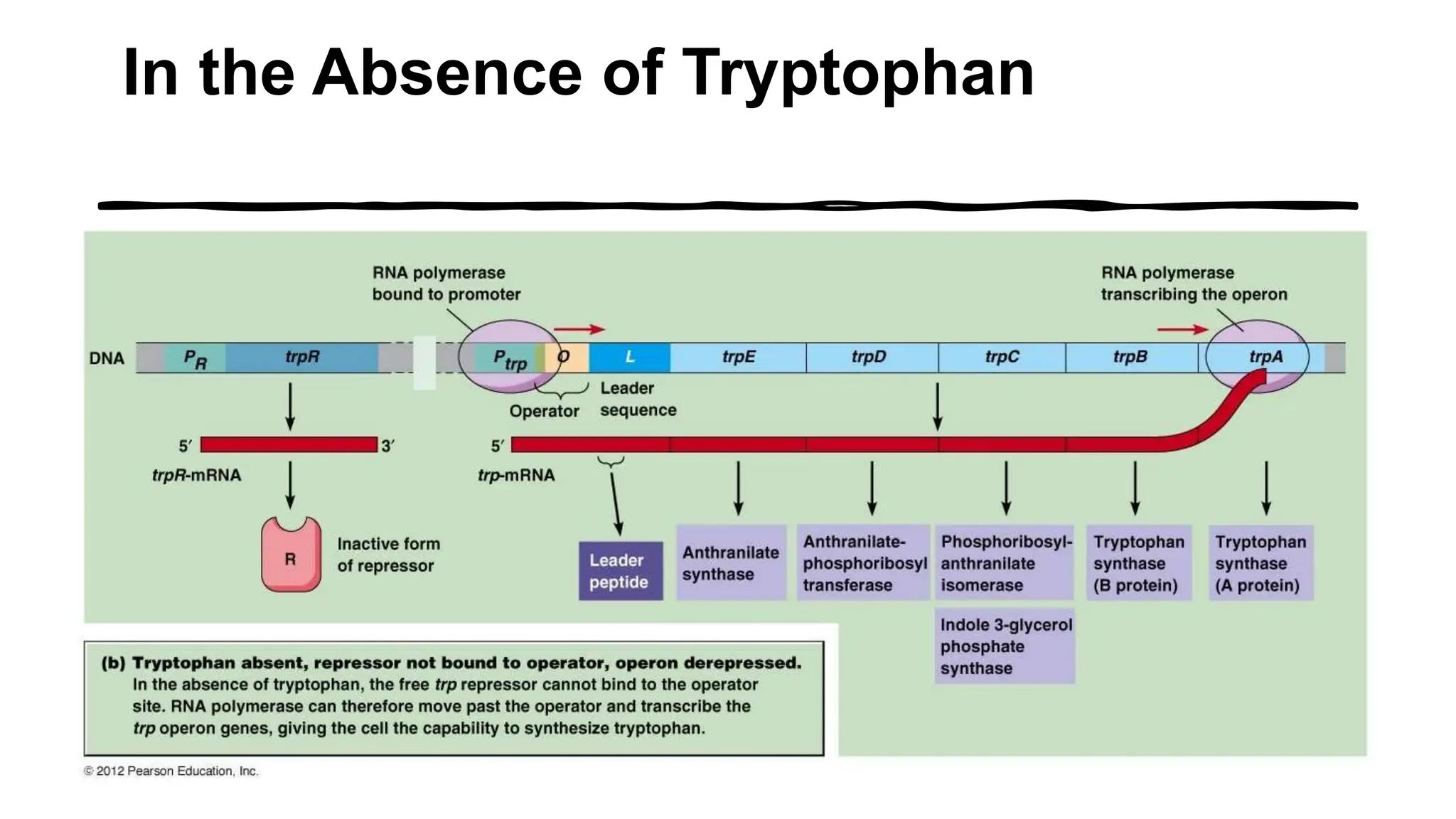 Lecture notes_Tryptophan operon and its regulation.pdf
