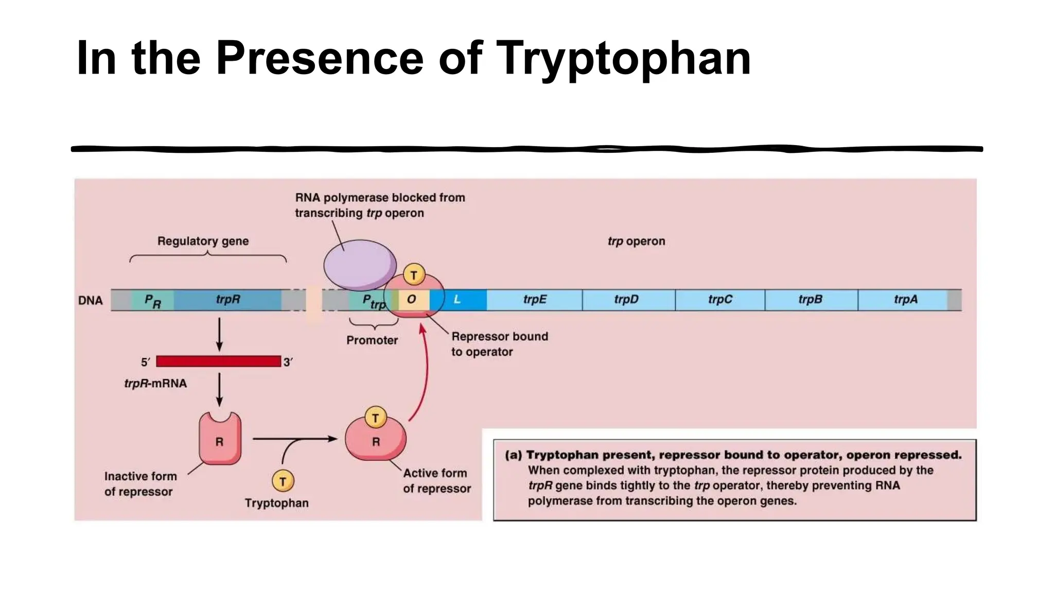 Lecture notes_Tryptophan operon and its regulation.pdf