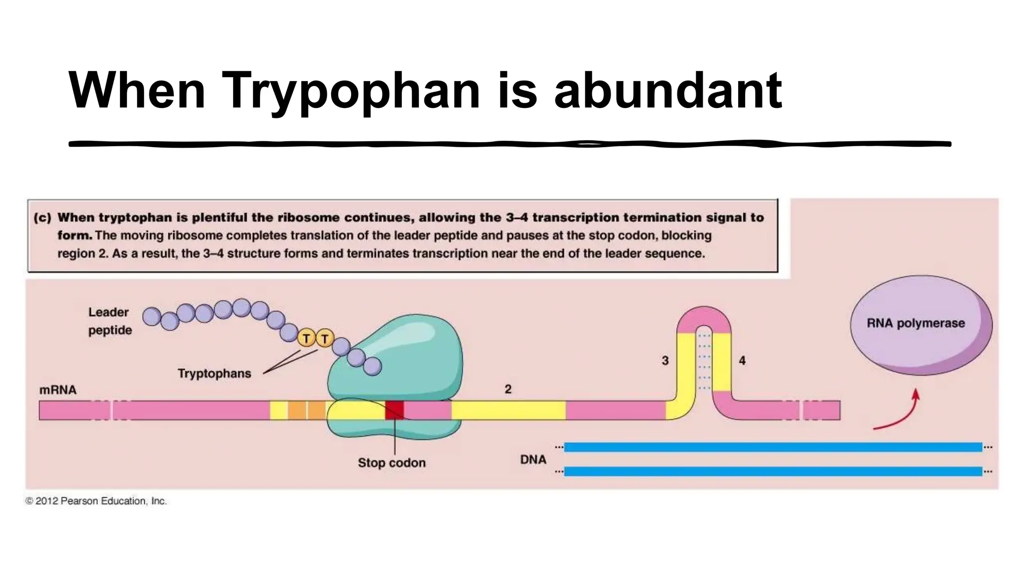 Lecture notes_Tryptophan operon and its regulation.pdf