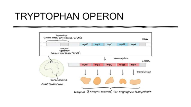 Lecture notes_Tryptophan operon and its regulation.pdf