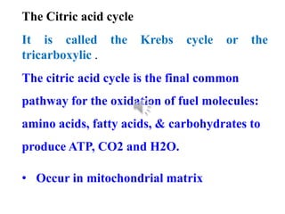 lecture__of_cac_.pptx educational program | PPTX | Chemistry | Science